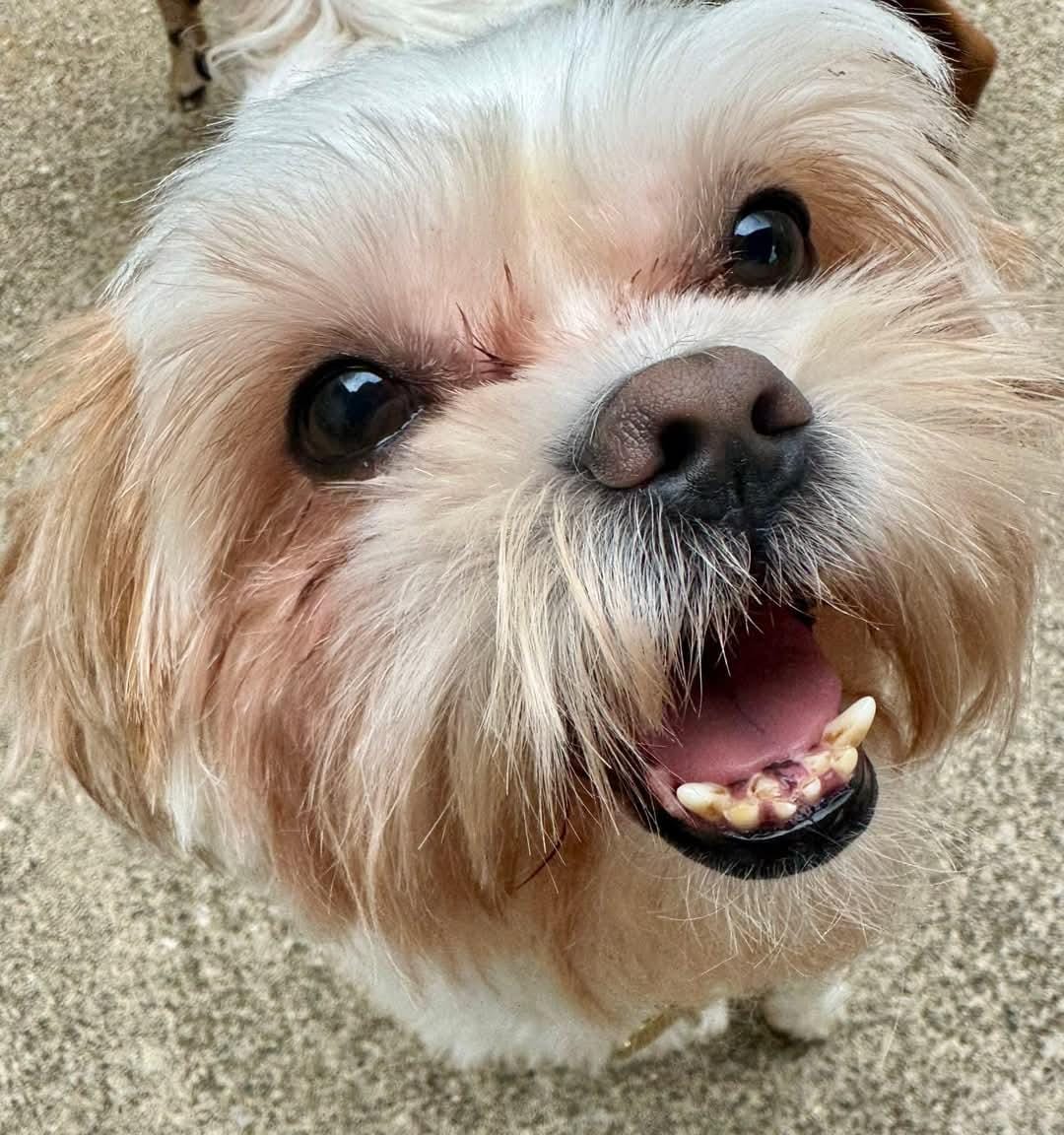 Adopt Rufus Today - Find Paw Pal