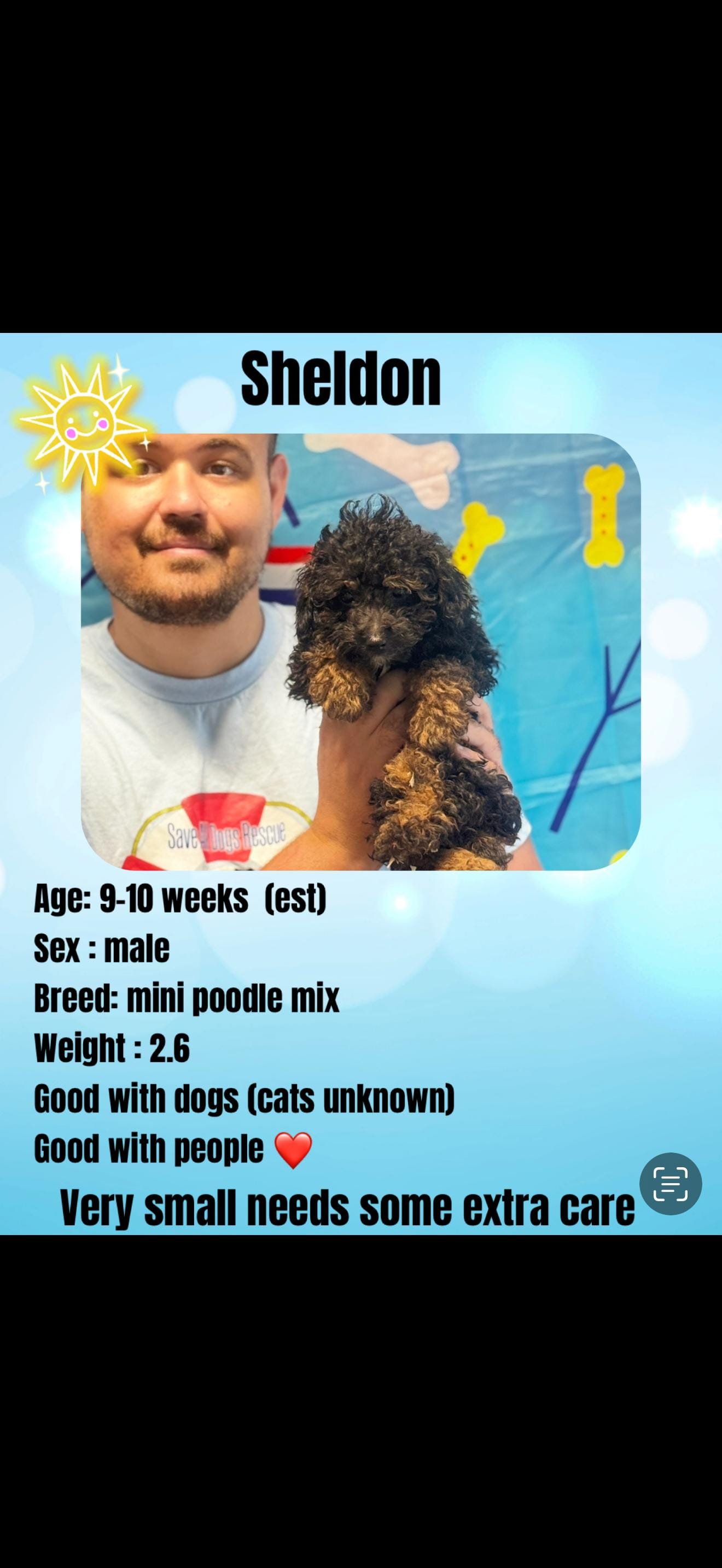 Adopt Sheldon Today - Find Paw Pal