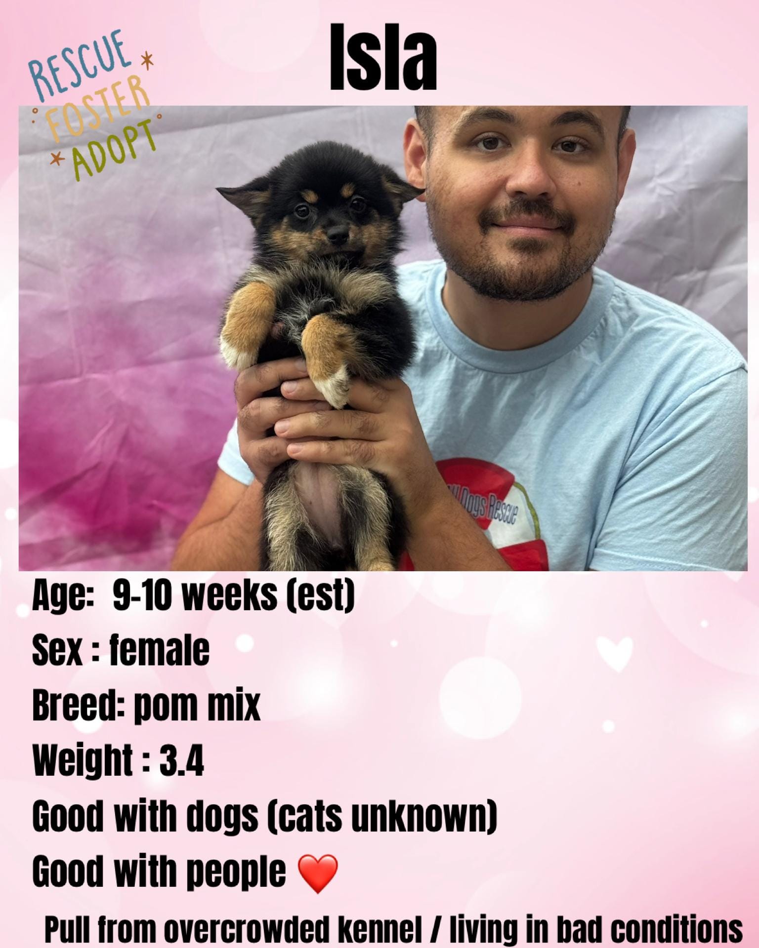 Adopt Isla Today - Find Paw Pal