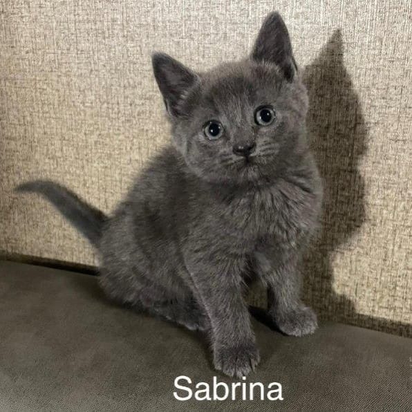 Adopt Sabrina Today - Pets TheCountyOffice
