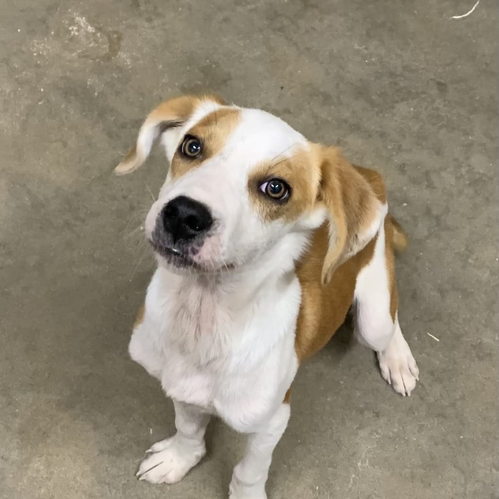 Adopt Nug Today - Find Paw Pal