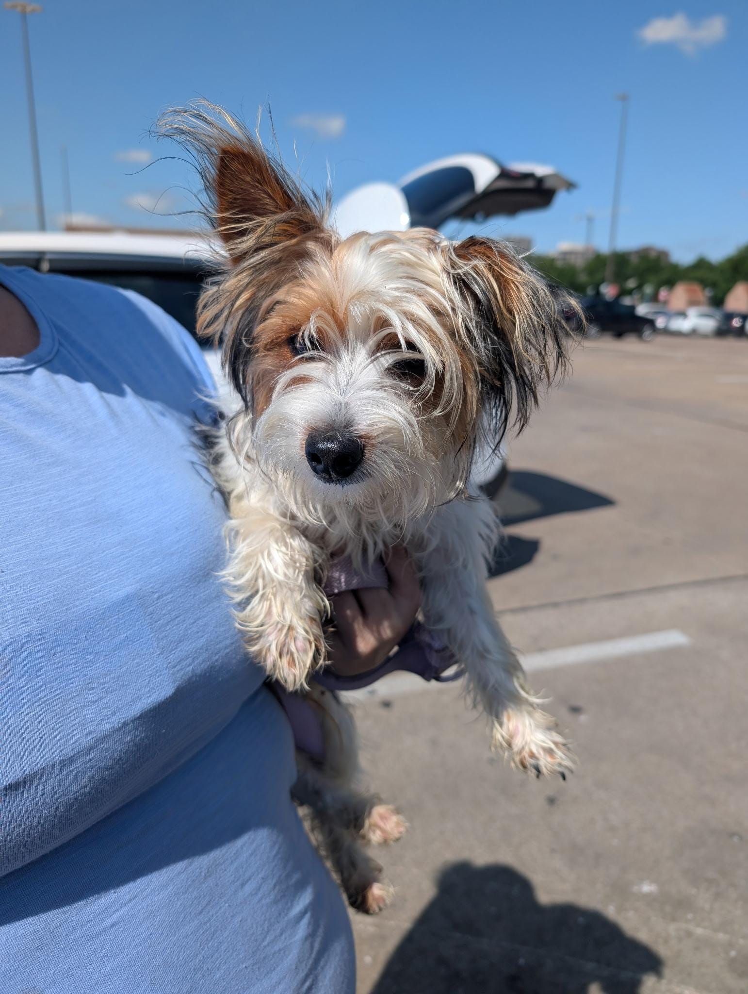 Adopt Theo Today - Find Paw Pal