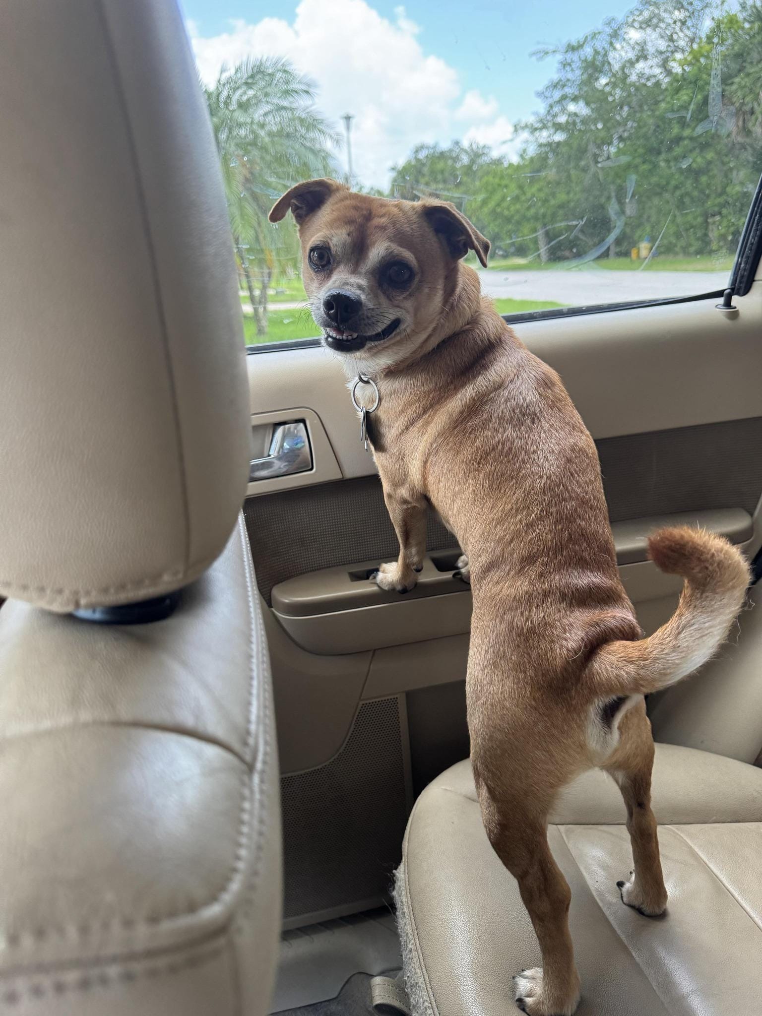 Adopt Cheddar Today - Pets TheCountyOffice