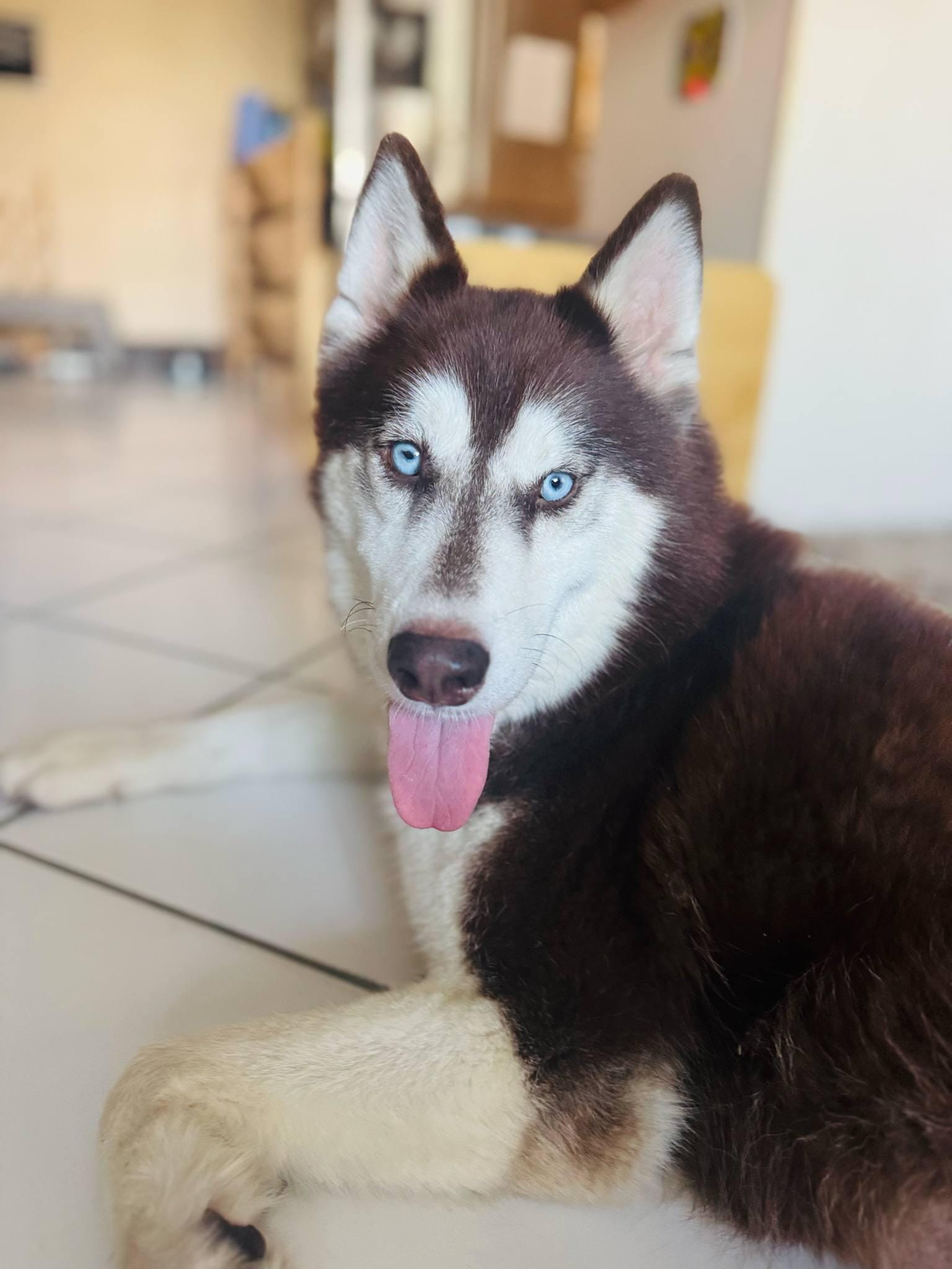 Adopt Siren #135 Today - Find Paw Pal