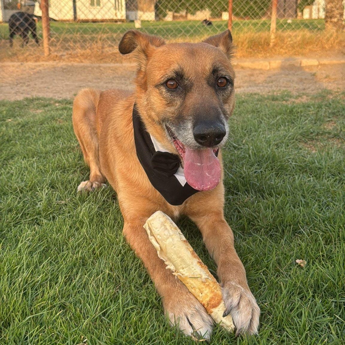 Adopt Brave Biggie from Kuwait Today - Pets TheCountyOffice