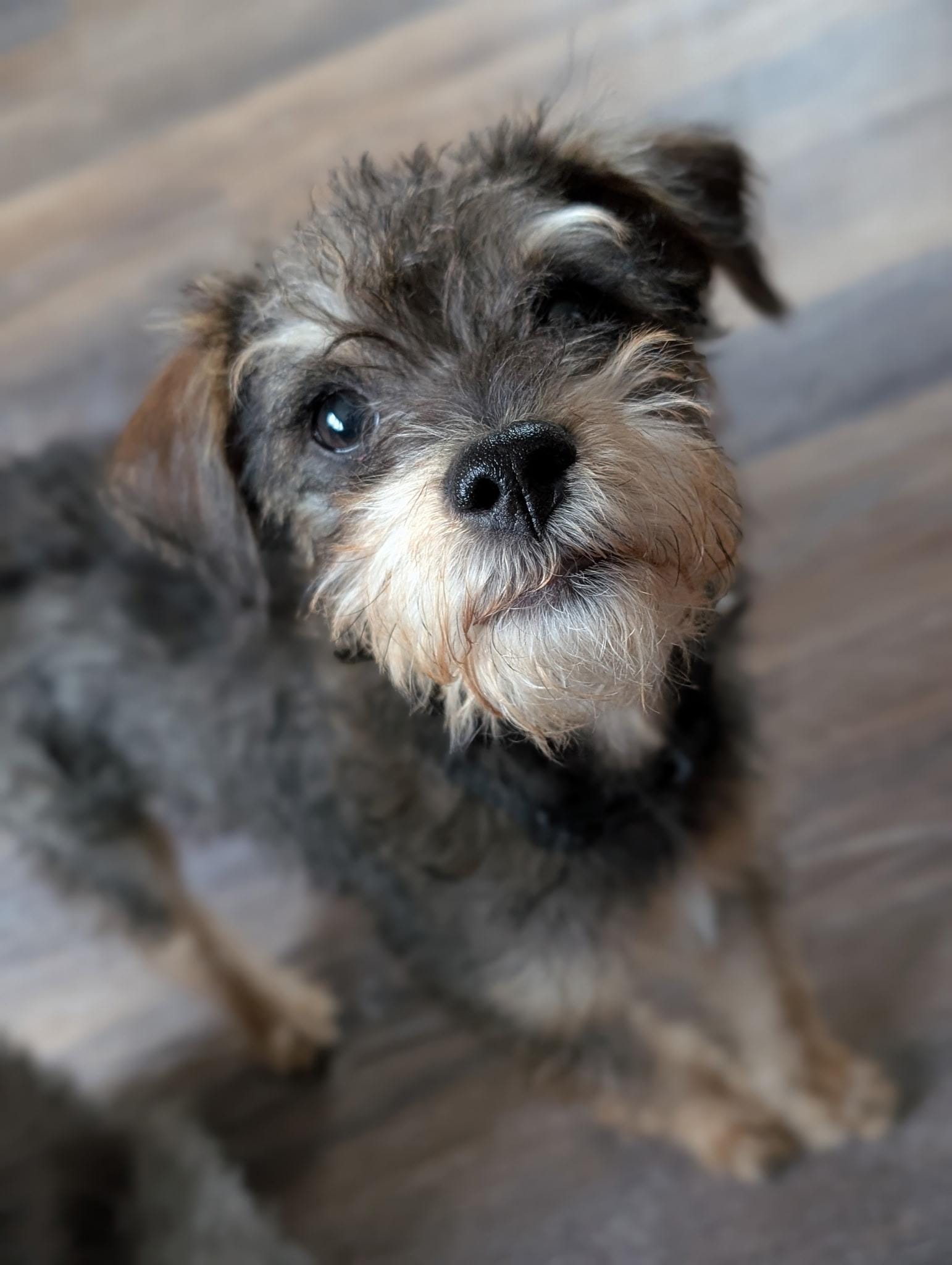 Adopt Dexter is available for adoption Today - Find Paw Pal