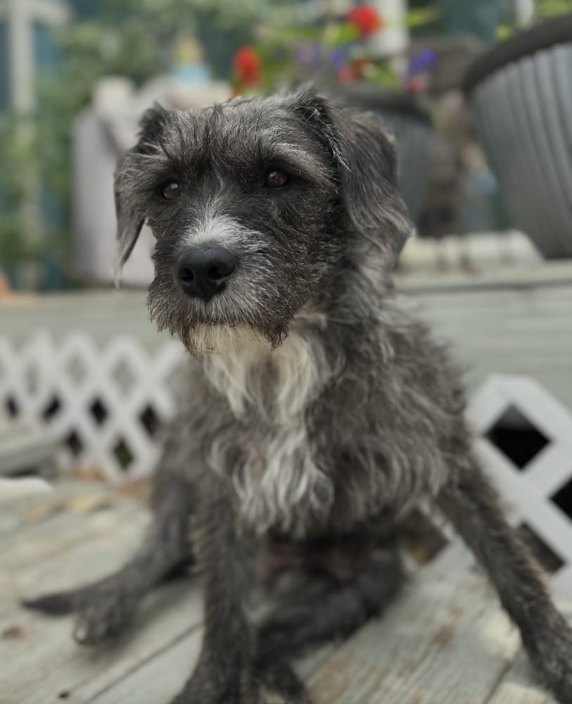 Adopt Aspen Zajac Today - Pets TheCountyOffice