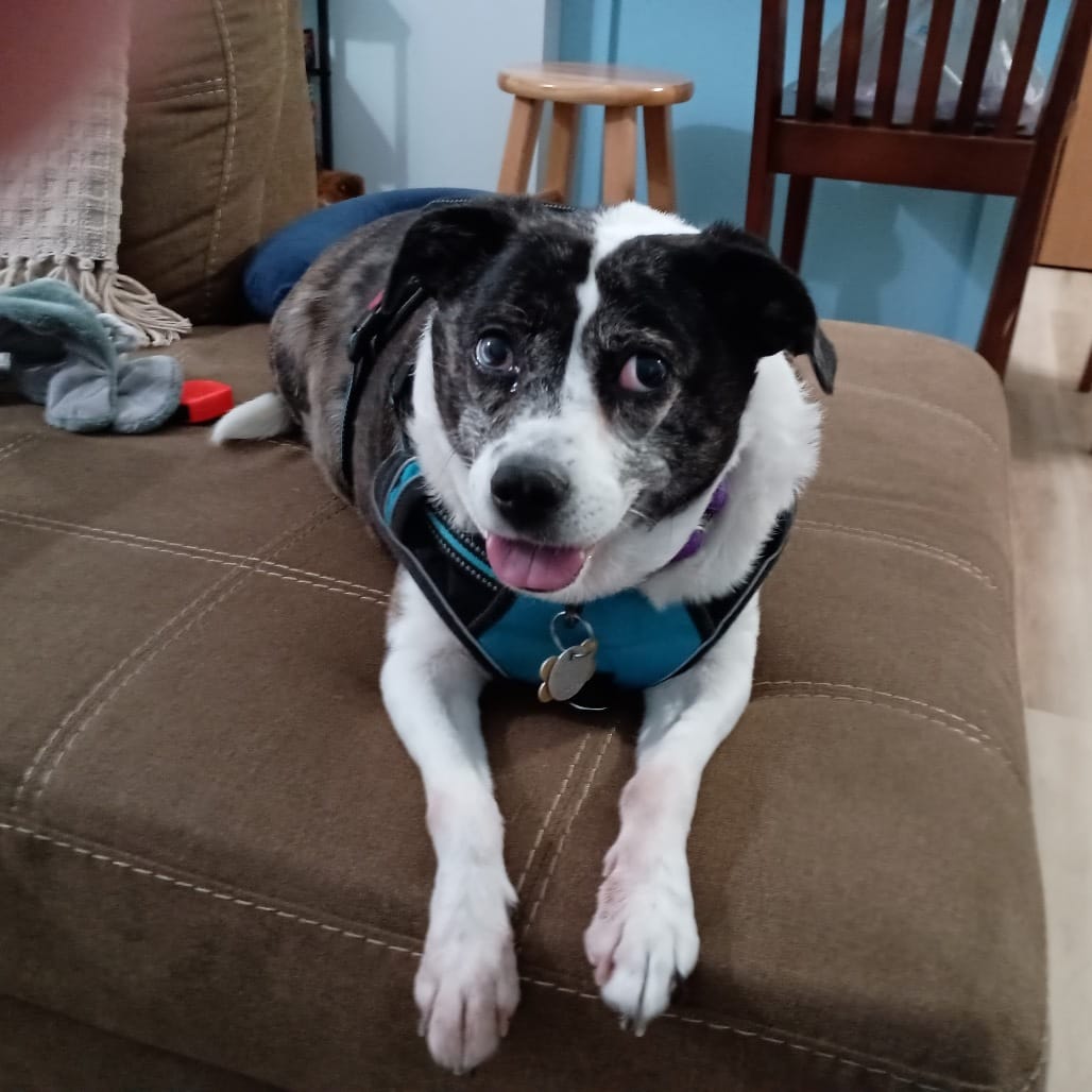 Adopt Weasel Today - Find Paw Pal