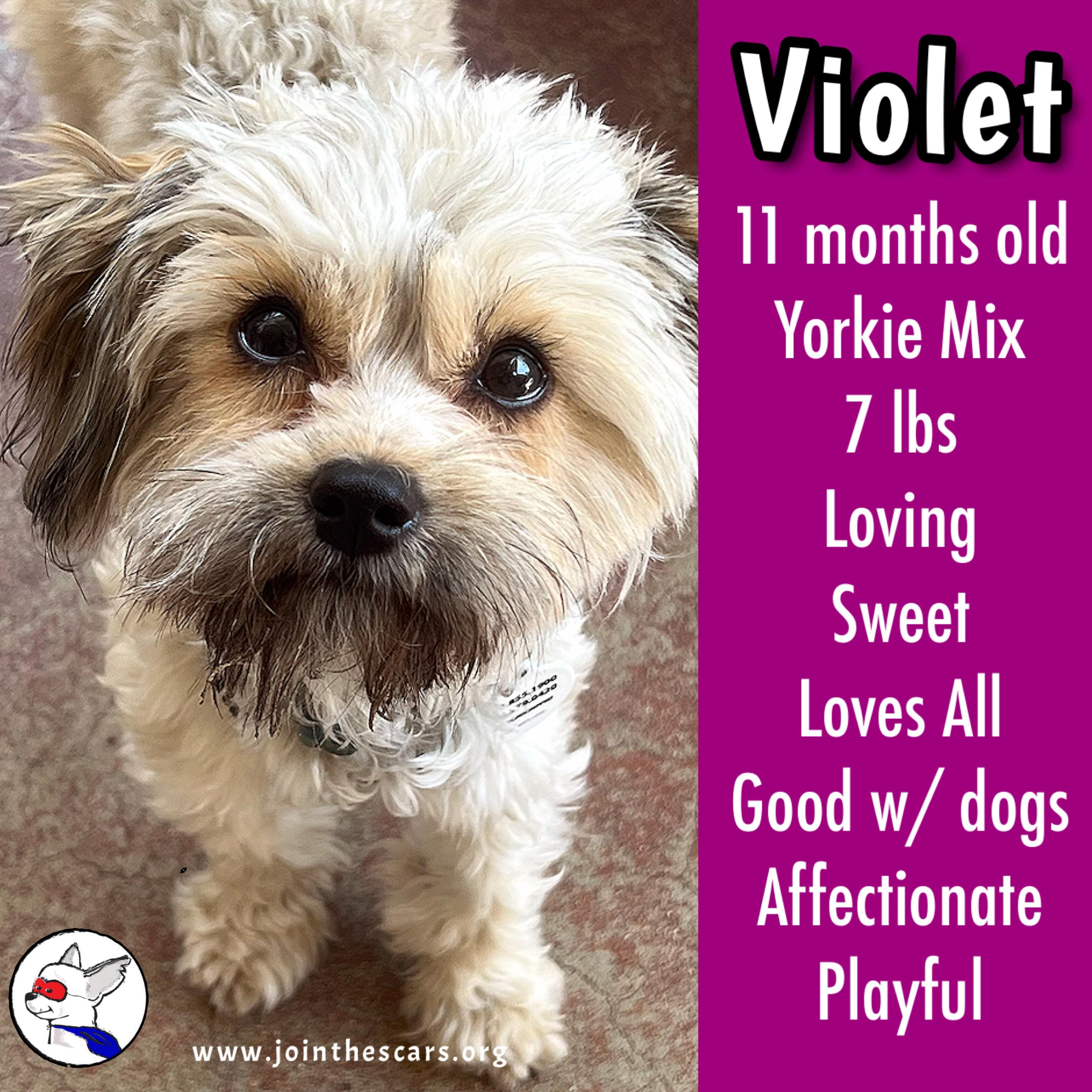 Adopt Violet Today - Find Paw Pal