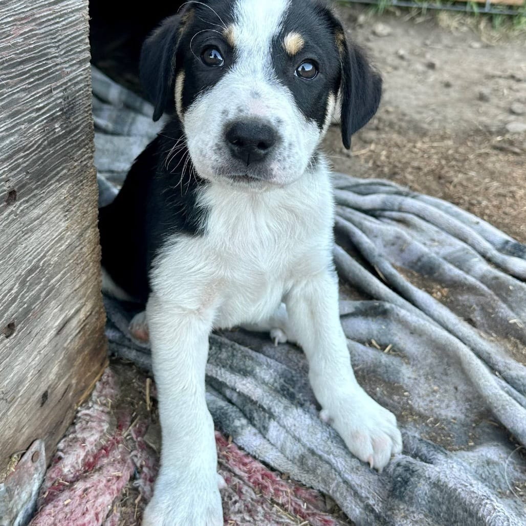 Adopt Clover Today - Pets TheCountyOffice