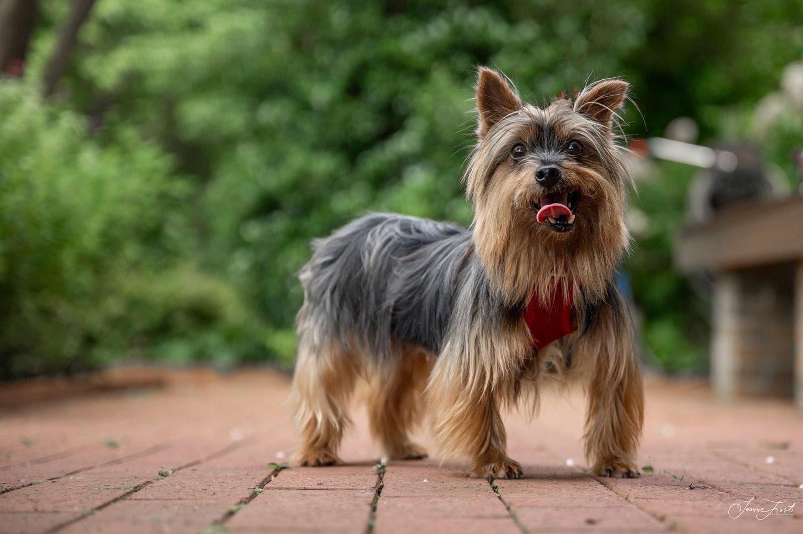 Adopt Mallory Today - Pets TheCountyOffice