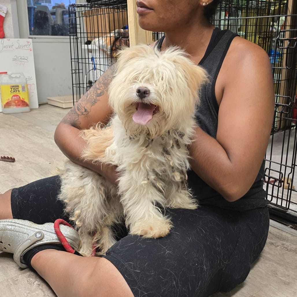 Adopt Ms Fluffy Today - Find Paw Pal