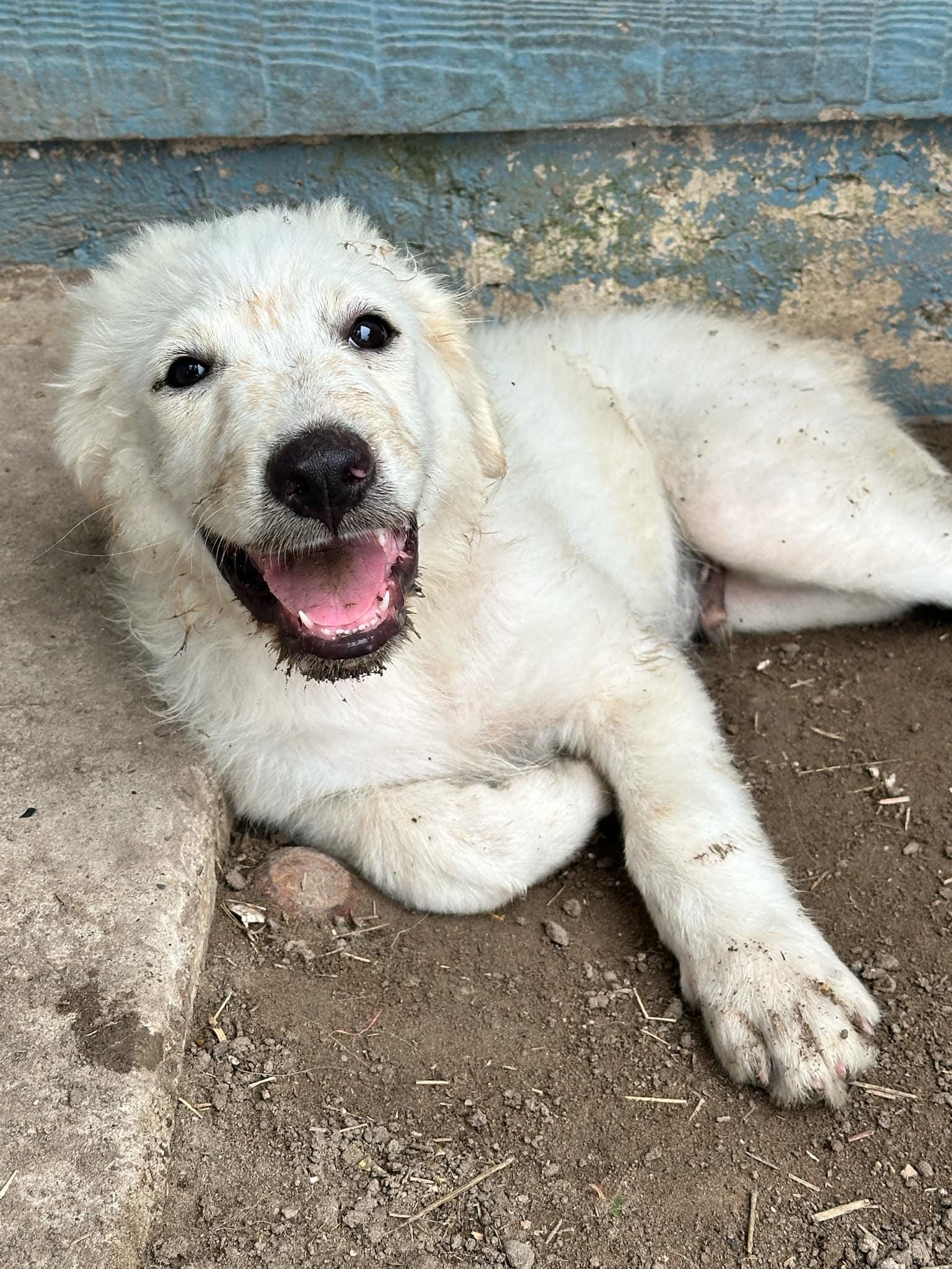 Adopt Clover Today - Pets TheCountyOffice
