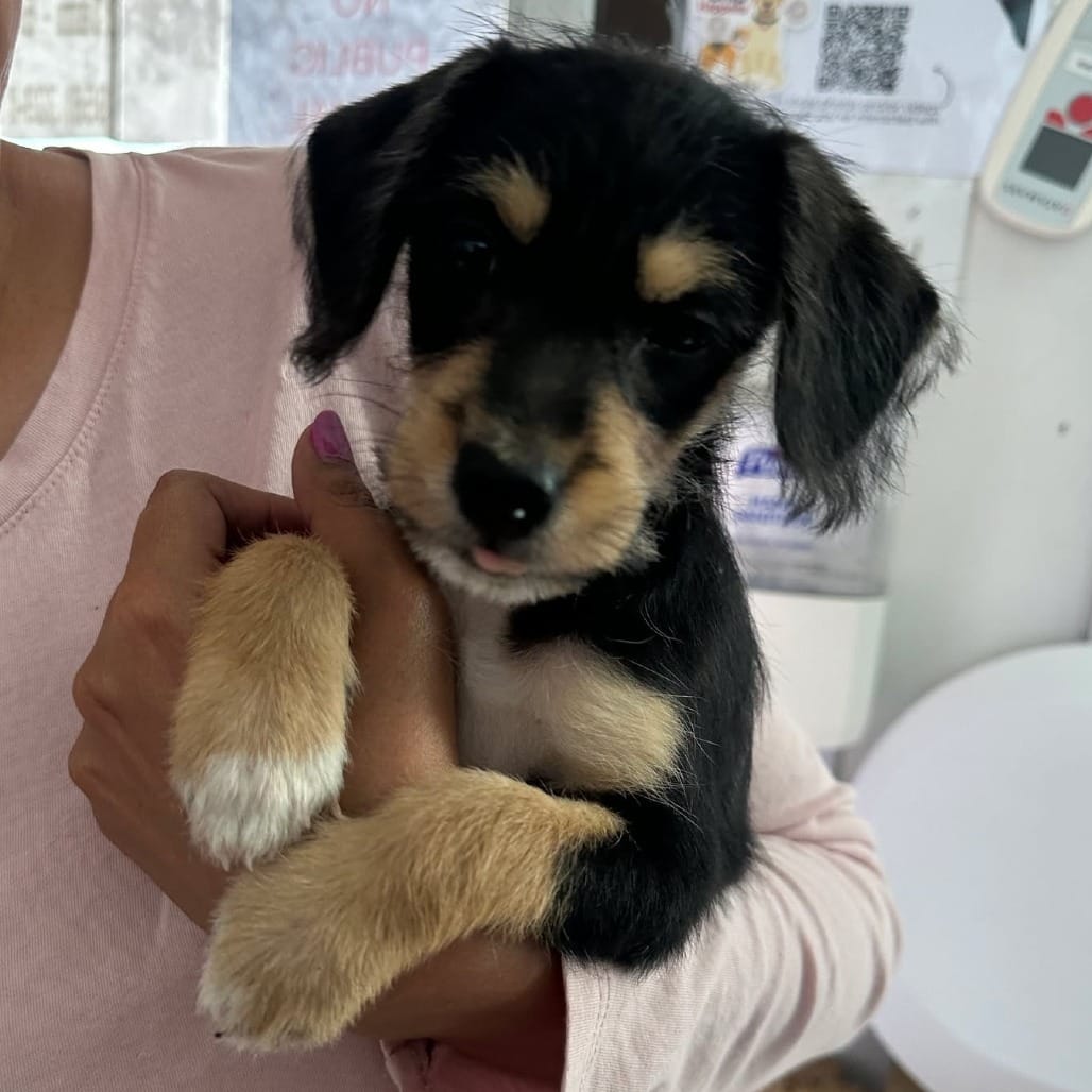 Adopt Julius Today - Pets TheCountyOffice