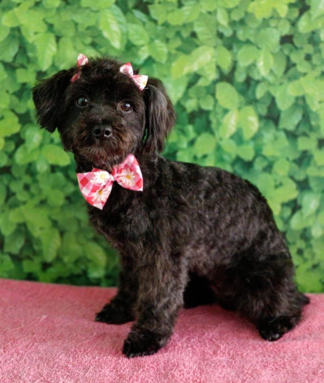 Adopt Coco Today - Pets TheCountyOffice