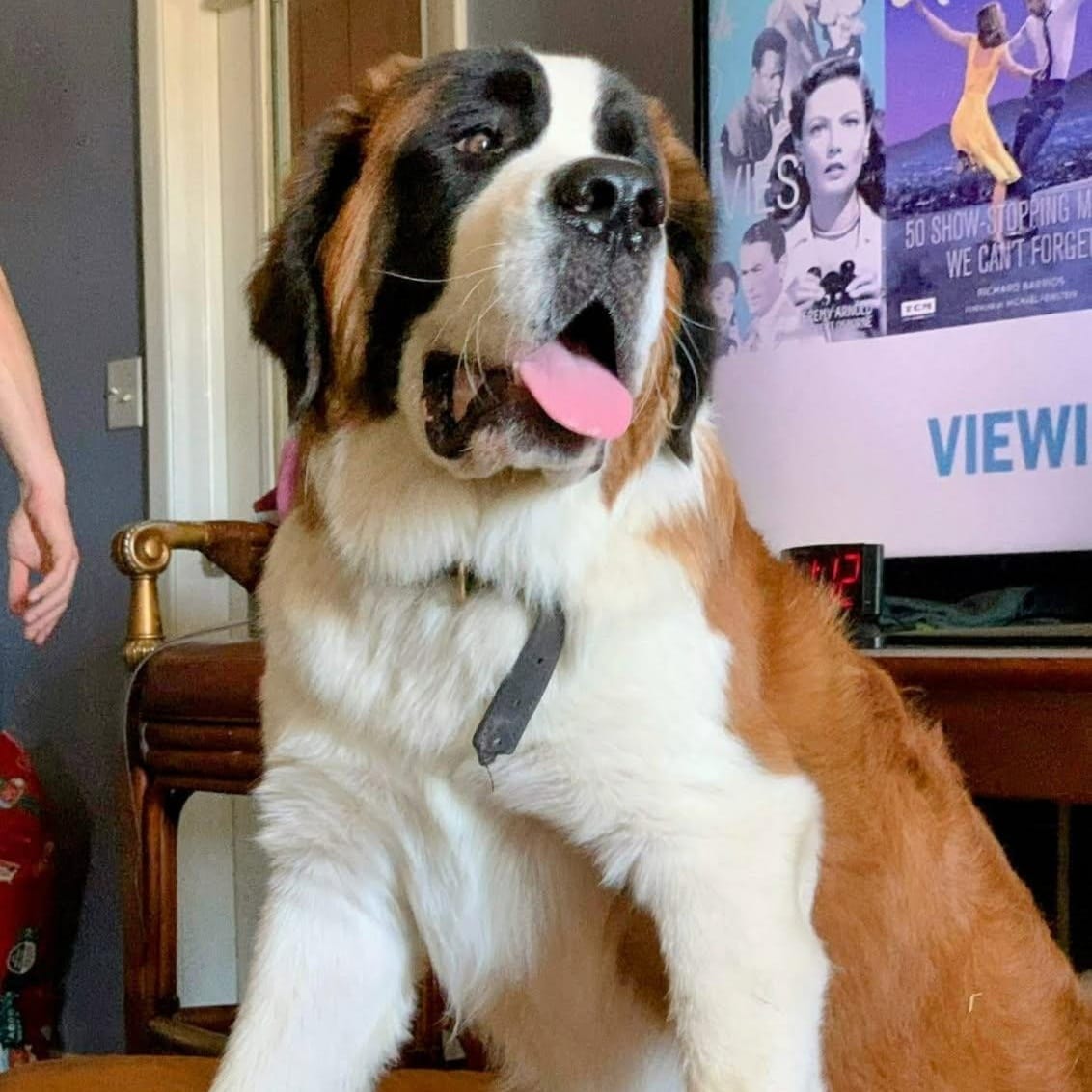 Adopt Cooper Today - Pets TheCountyOffice