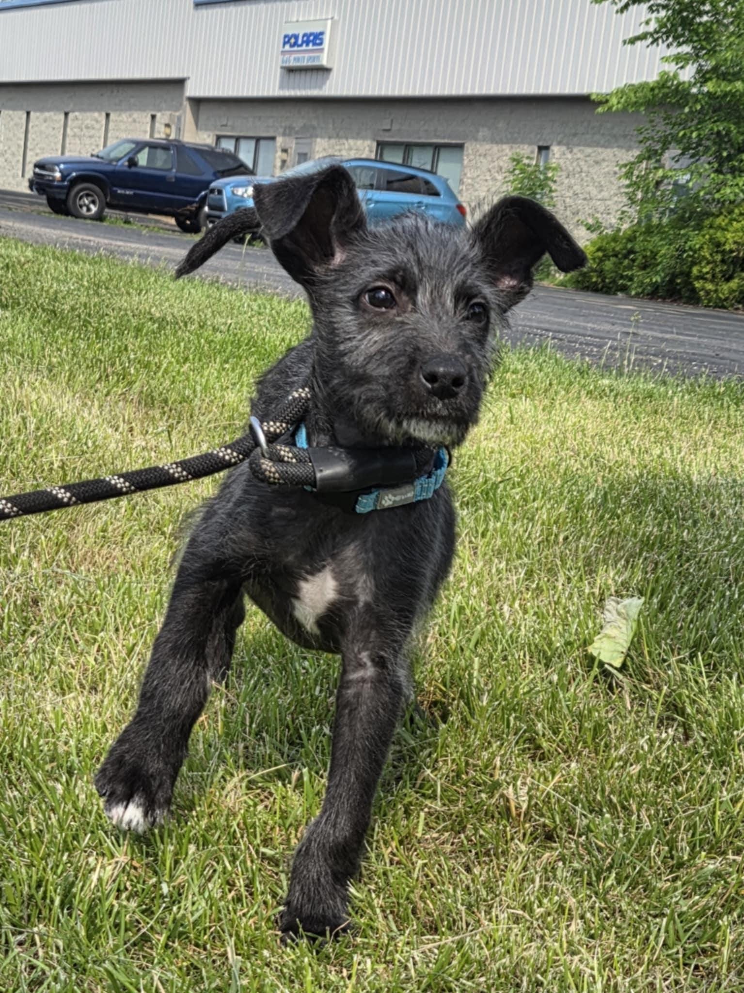 Adopt Grover the schnauzer mix puppy Today - Find Paw Pal