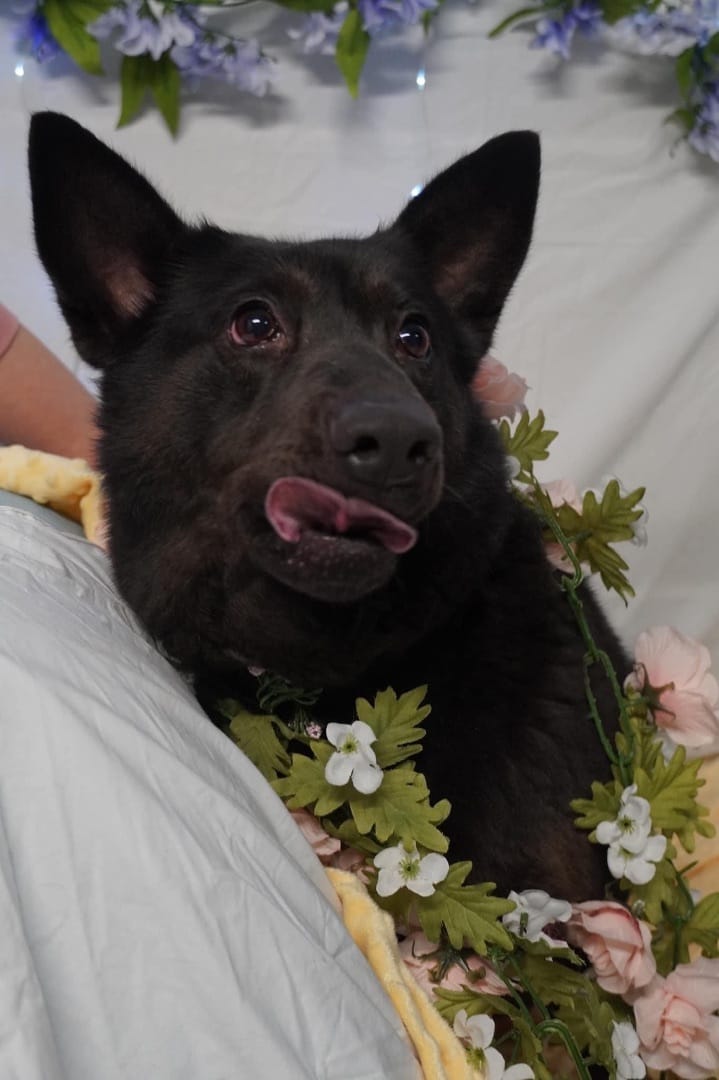 Adopt Cassie Today - Pets TheCountyOffice