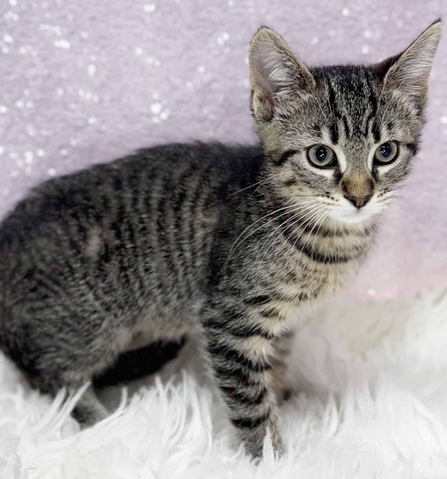 Adopt Takara - teeny tiny sweetness! Today - Find Paw Pal