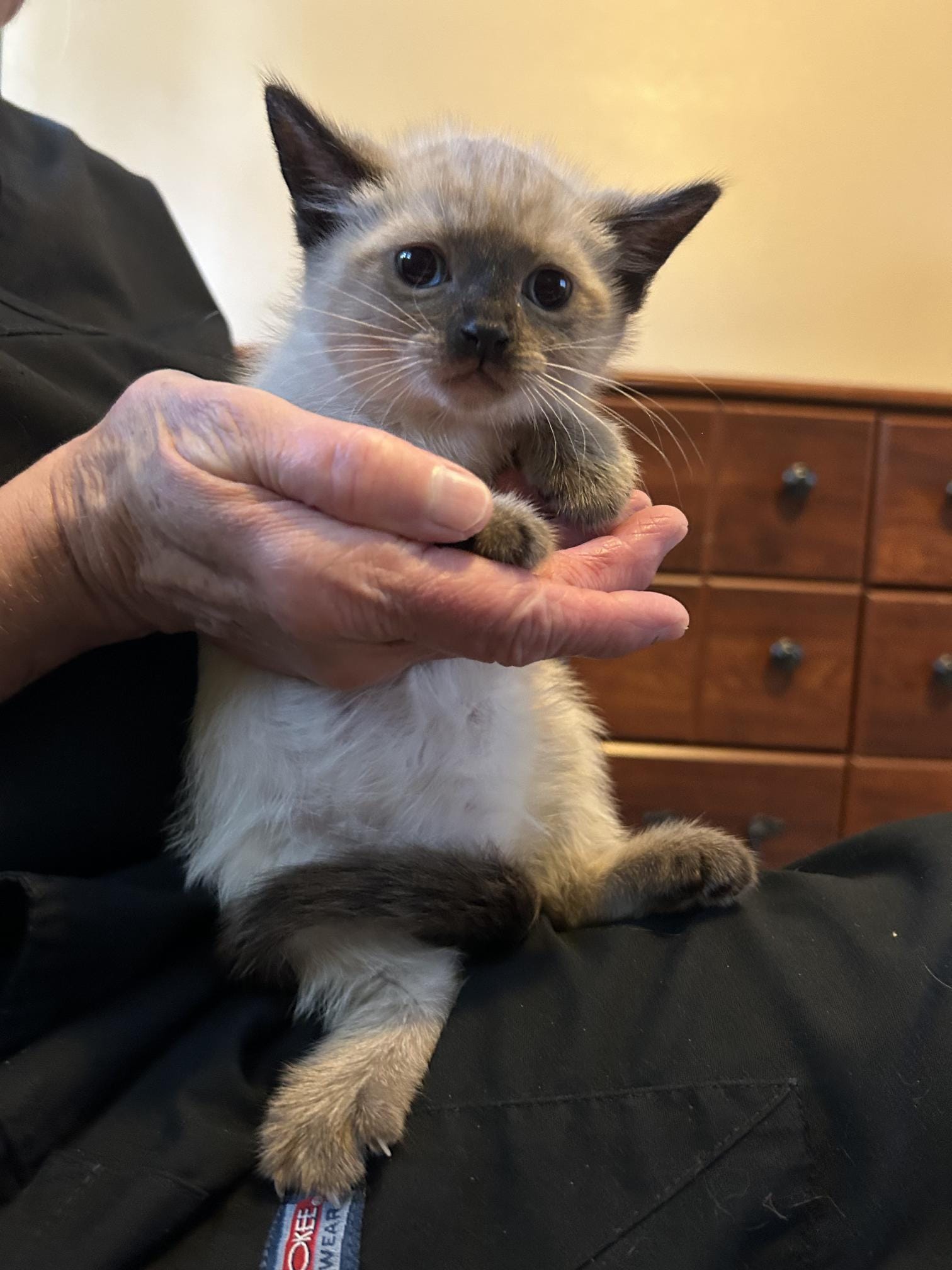 Adopt Biscoff Today - Pets TheCountyOffice