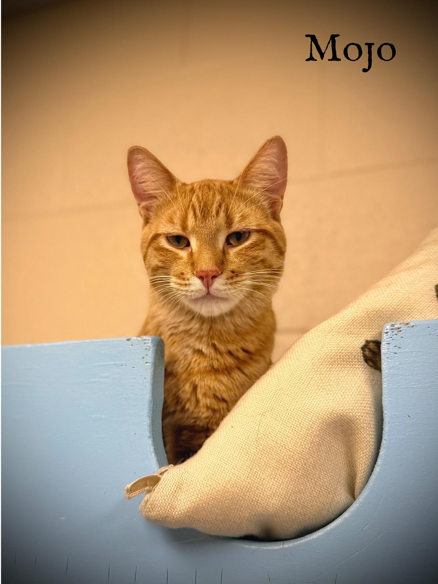 Adopt Mojo Today - Pets TheCountyOffice