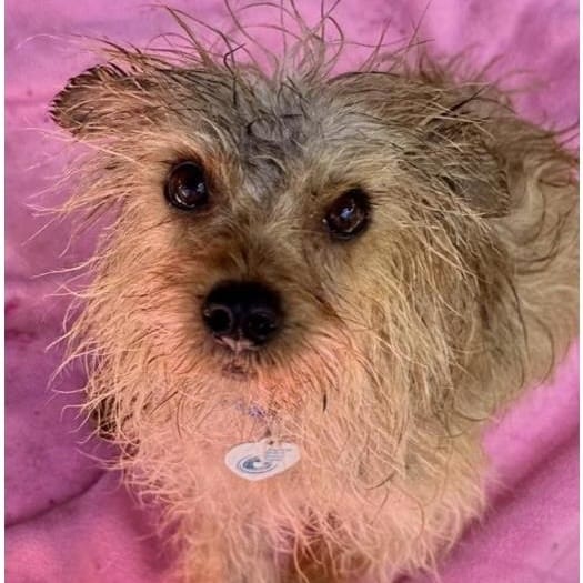 Adopt Lizzie Today - Pets TheCountyOffice