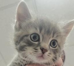 Adopt Finn McCool Today - Pets TheCountyOffice