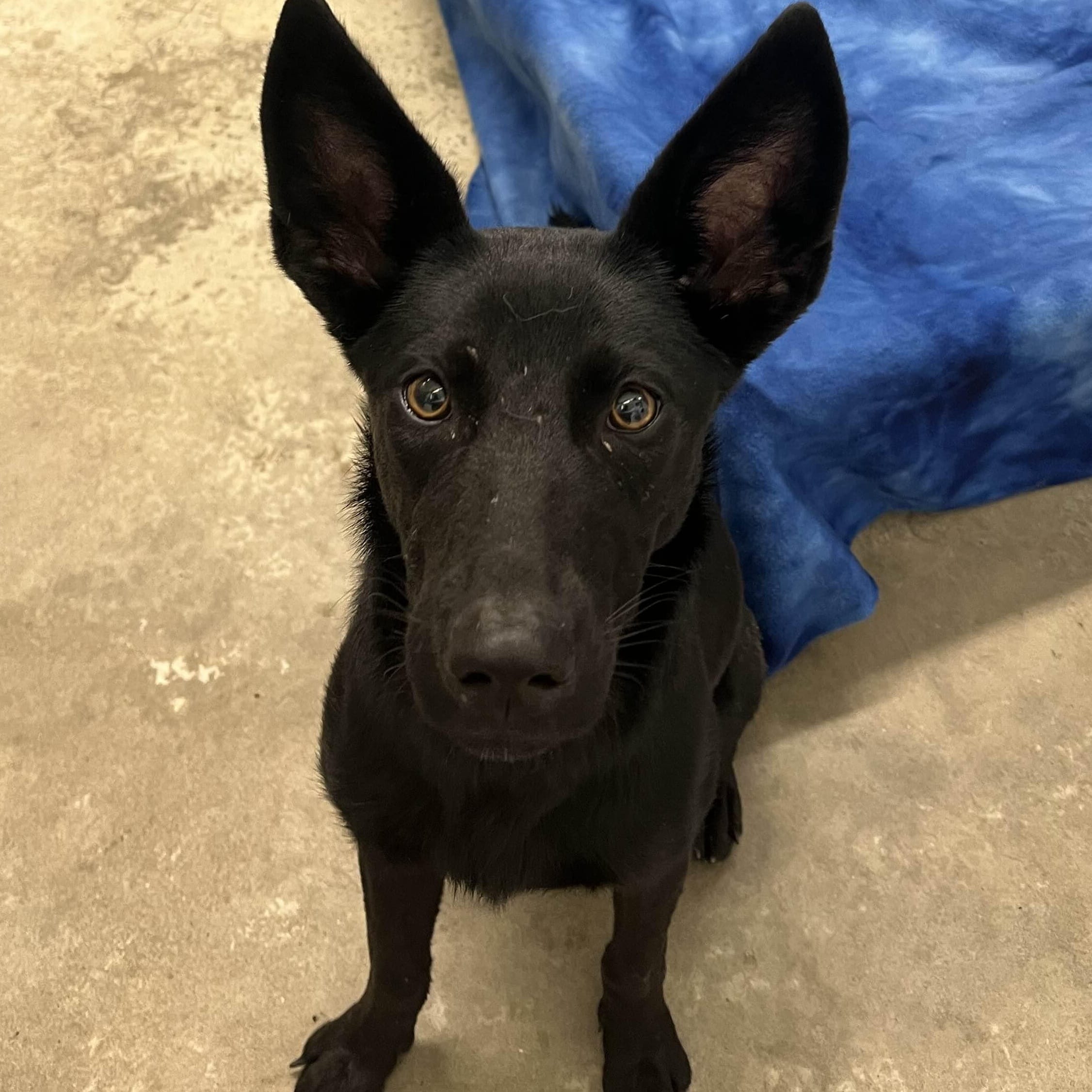 Adopt Lilith - Wallflower Today - Find Paw Pal