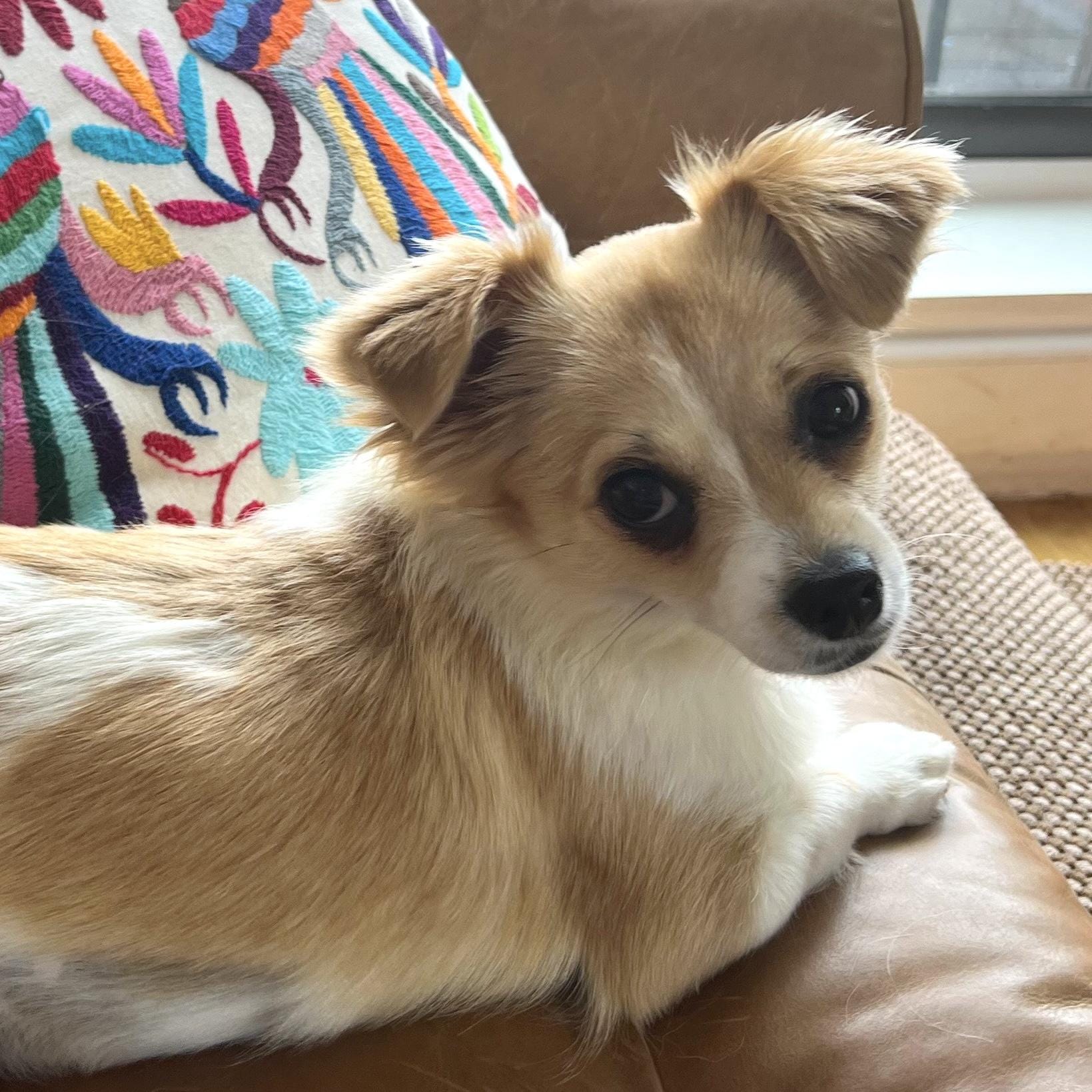 Adopt Winnie Today - Pets TheCountyOffice