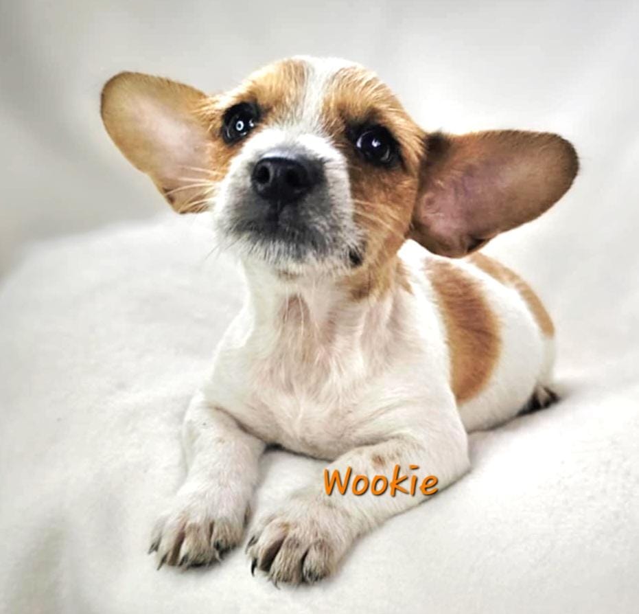 Adopt Wookie Today - Find Paw Pal