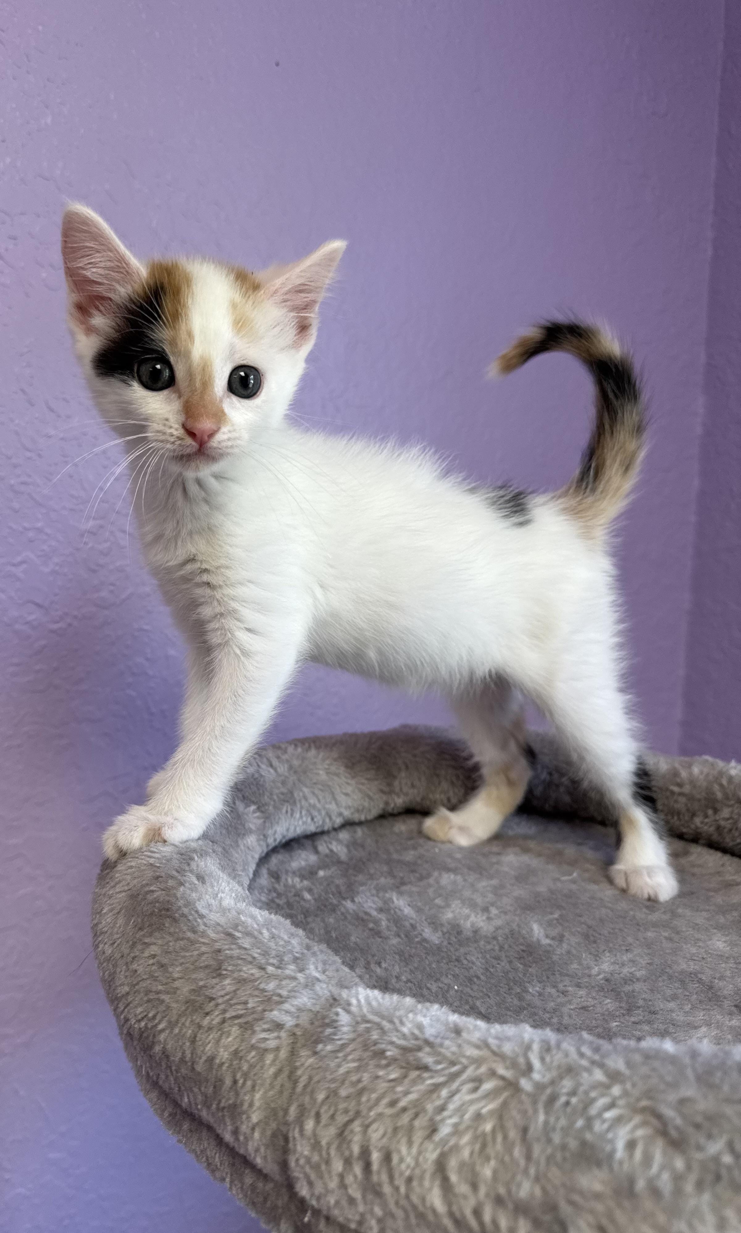 Adopt Calypso Kitten Calico Today - Find Paw Pal