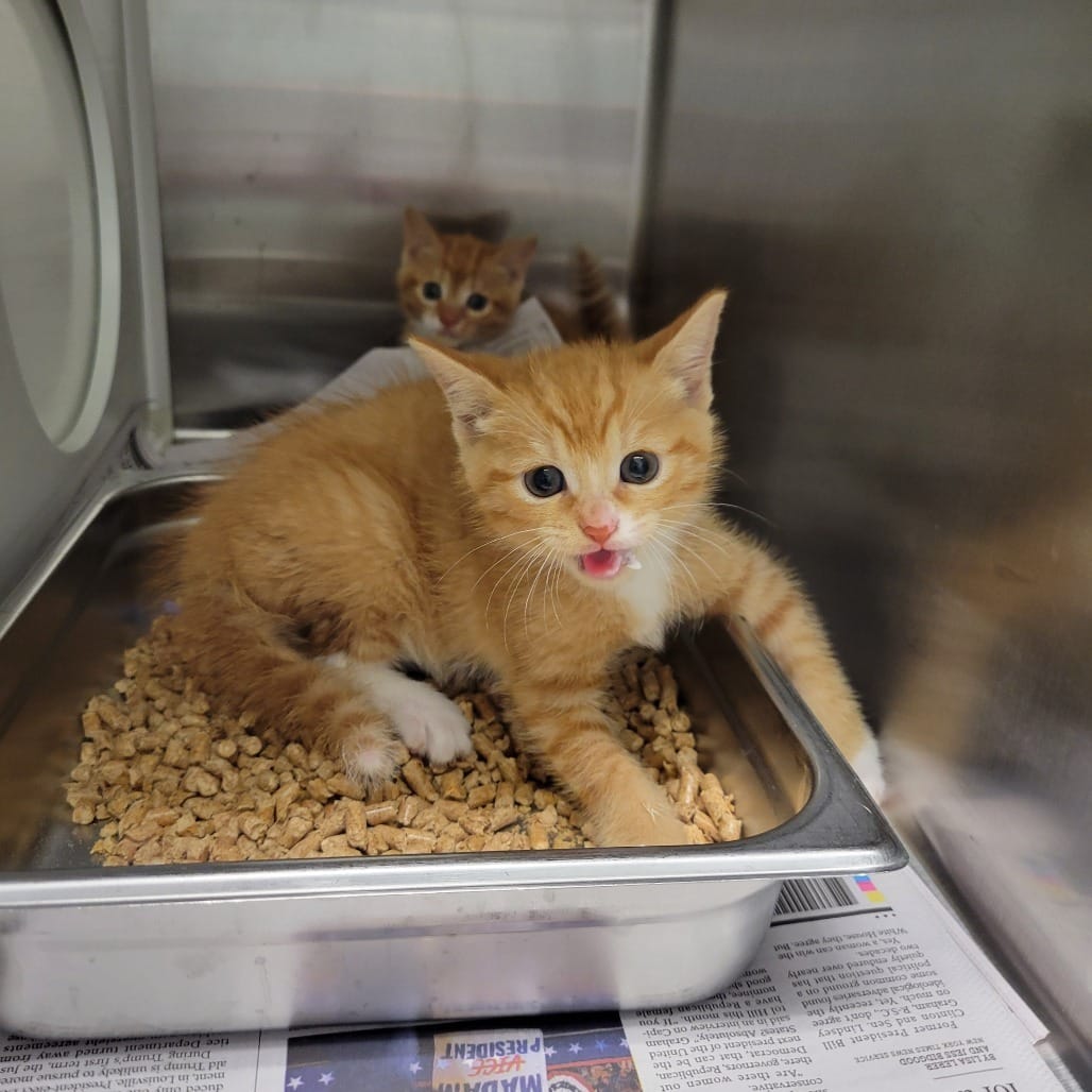 Adopt Chili Flake Today - Find Paw Pal