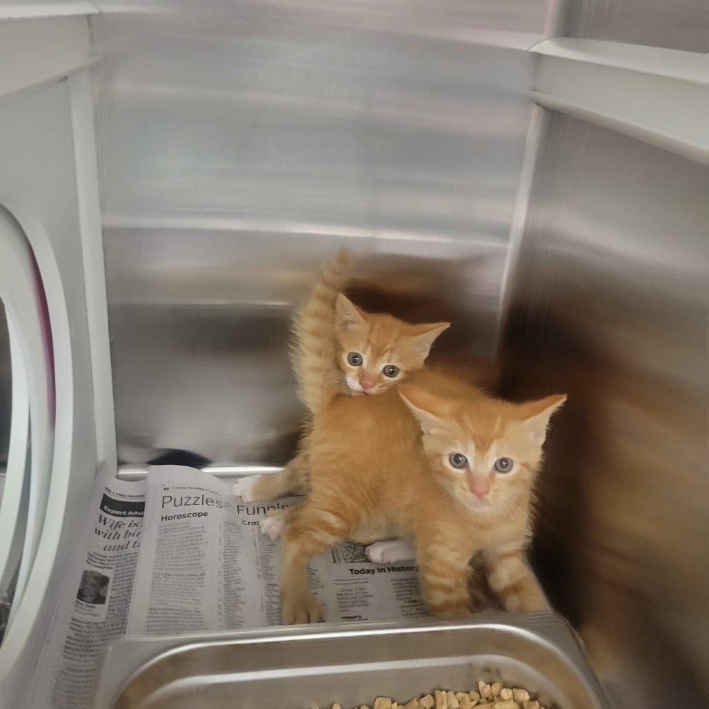 Adopt Zesty Today - Find Paw Pal