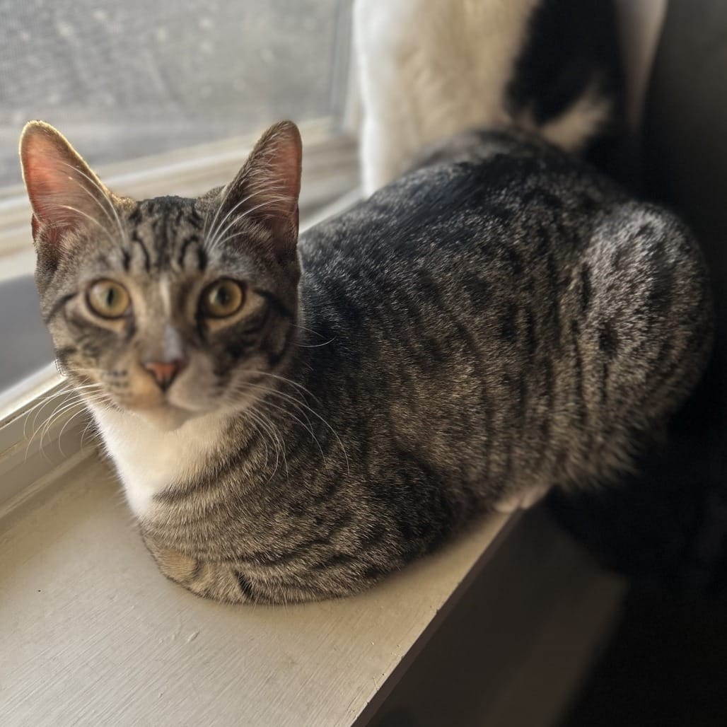 Adopt Joxer Today - Find Paw Pal