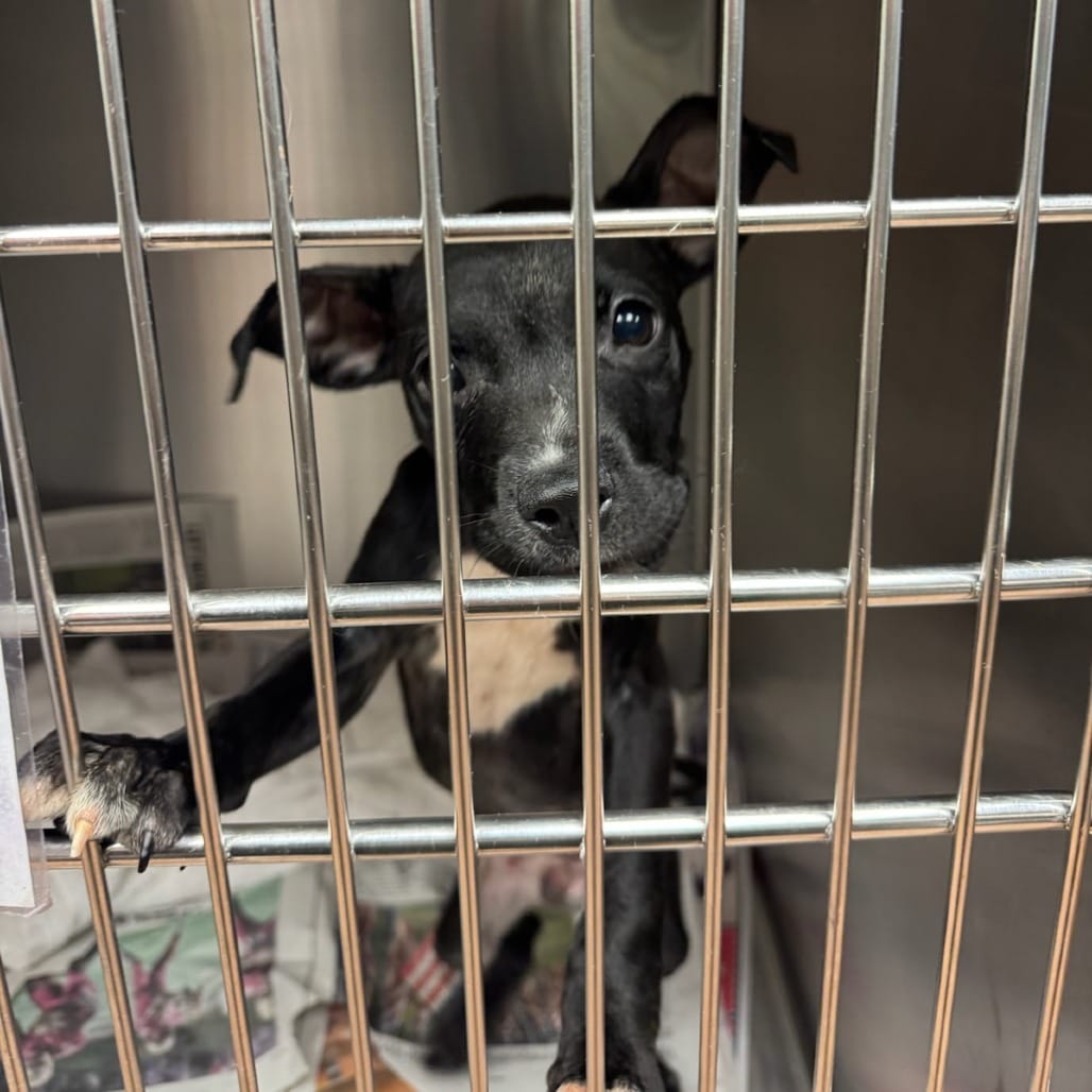 Adopt Wolf 0226 Today - Find Paw Pal