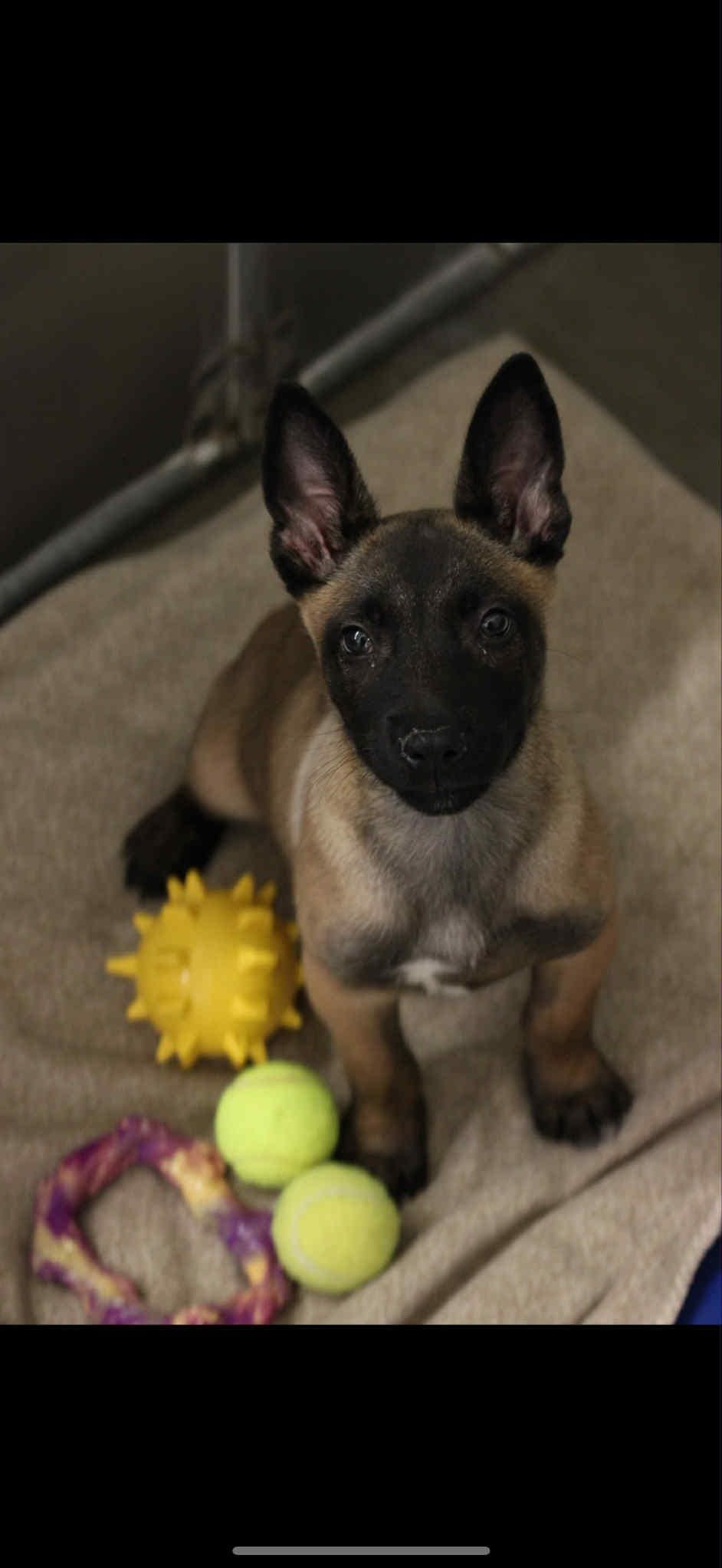 Adopt the Ideal Dog Near You - Find Paw Pal