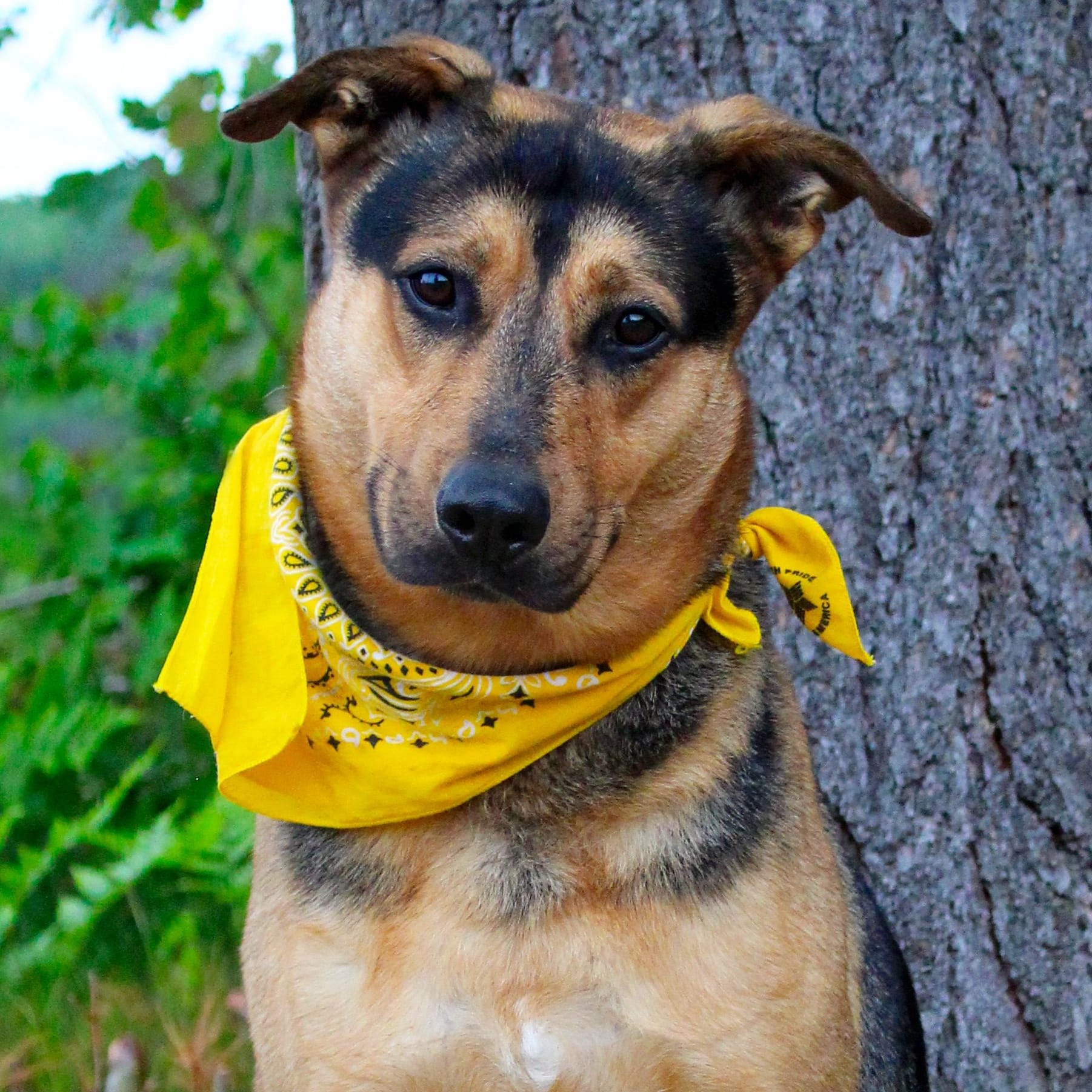 Adopt Pablo Today - Find Paw Pal