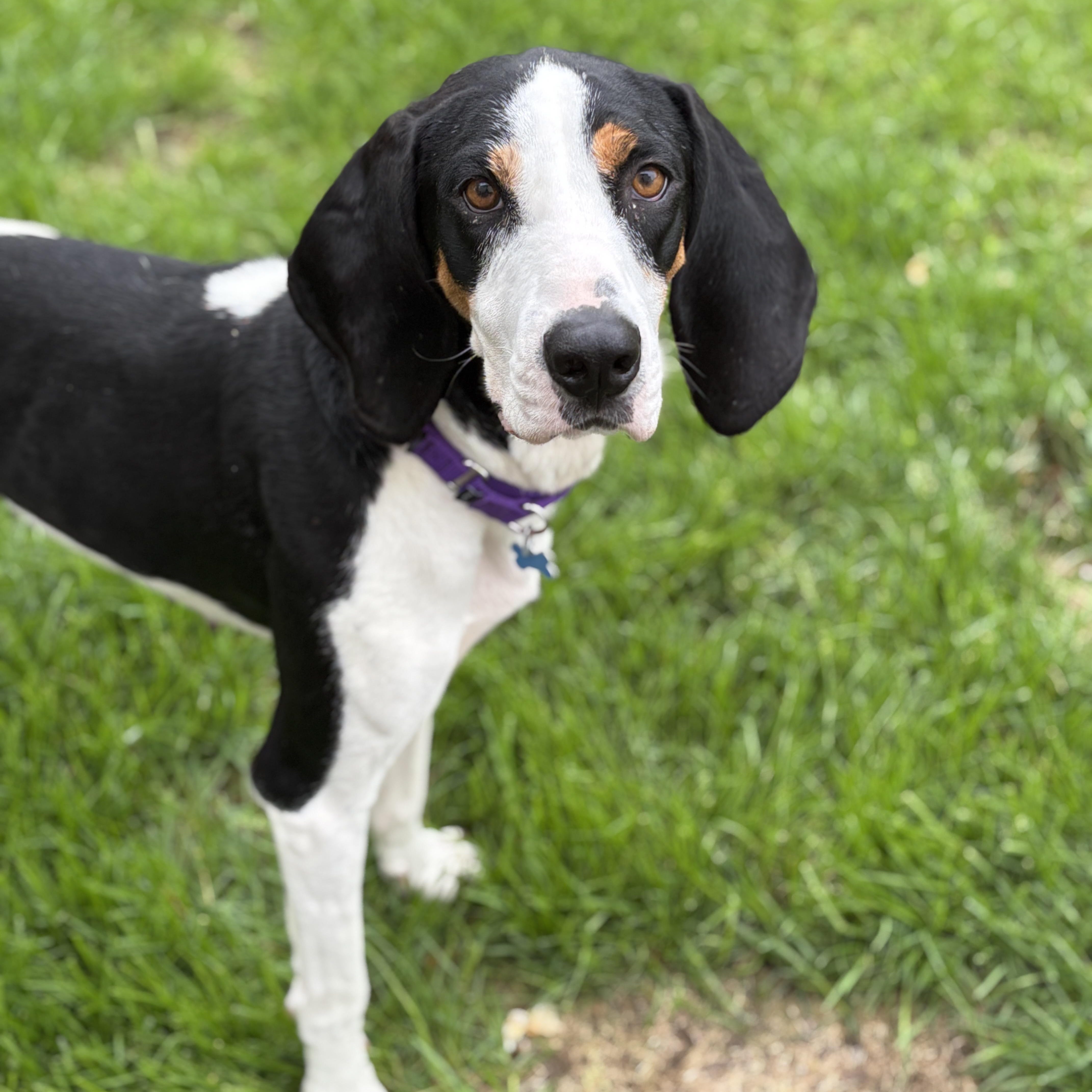 Adopt Maggie Today - Find Paw Pal