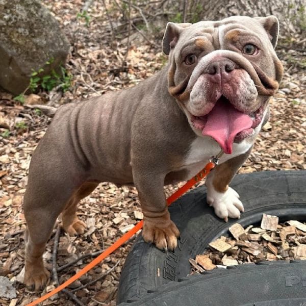 Adopt Coco Today - Find Paw Pal