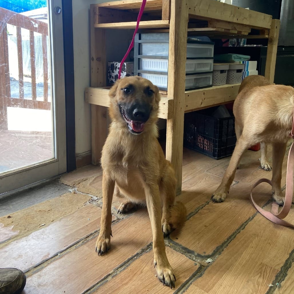 Adopt Shorty Today - Find Paw Pal