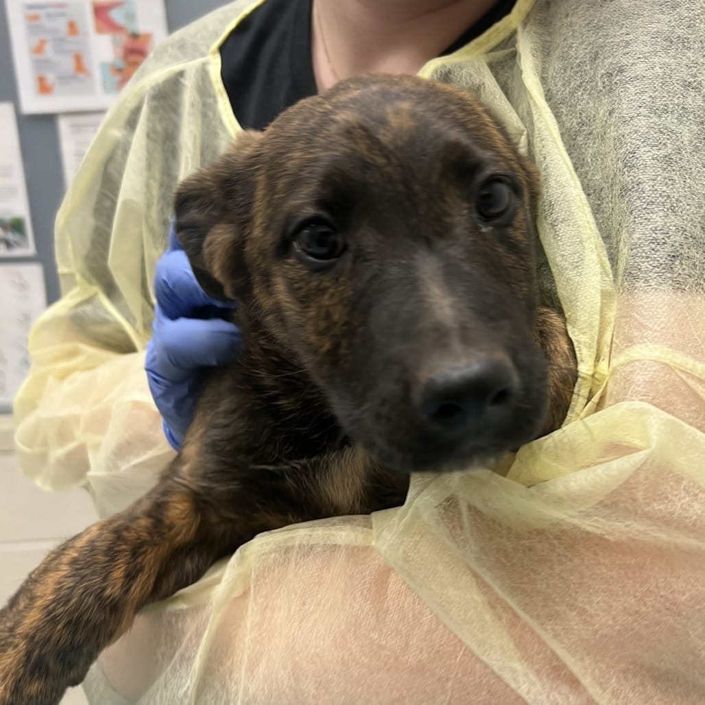Adopt Dandelion Today - Find Paw Pal