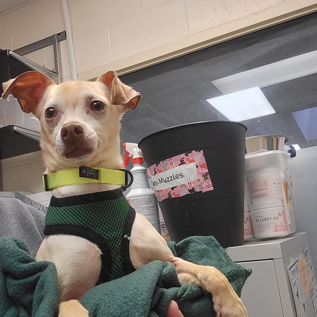 Adopt Clover Today - Find Paw Pal