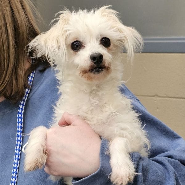 Adopt Mimi Today - Find Paw Pal