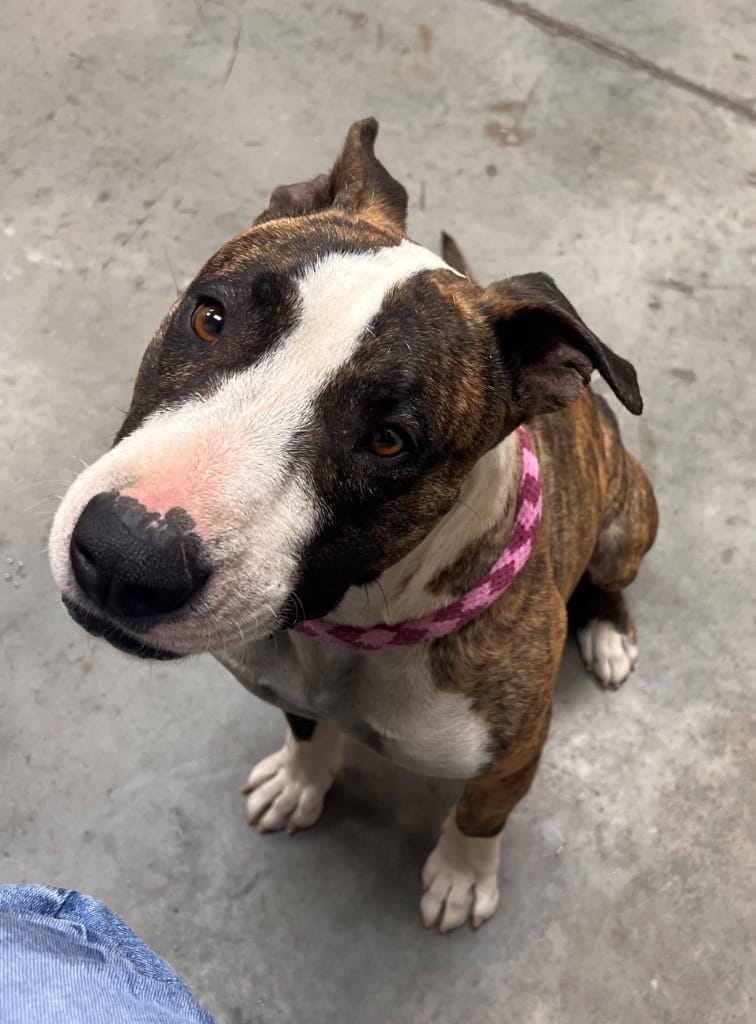 Adopt Reno Today - Find Paw Pal