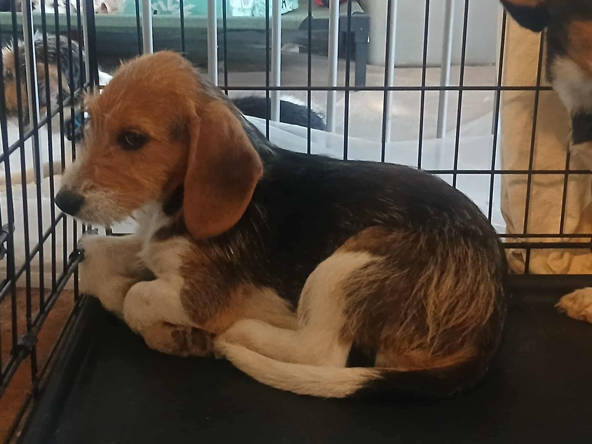 Adopt Jessie Today - Pets TheCountyOffice