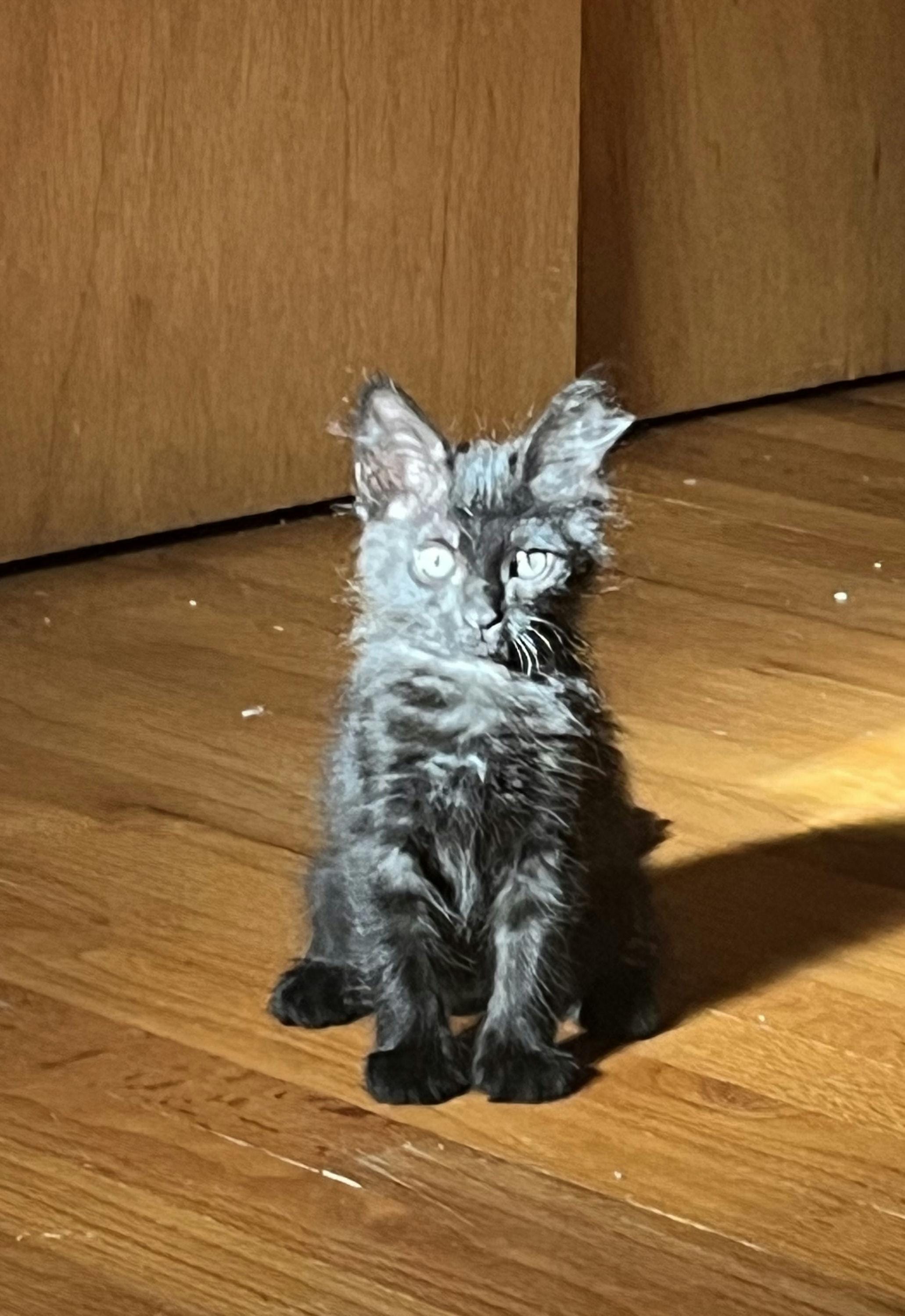 Adopt Pea Today - Find Paw Pal