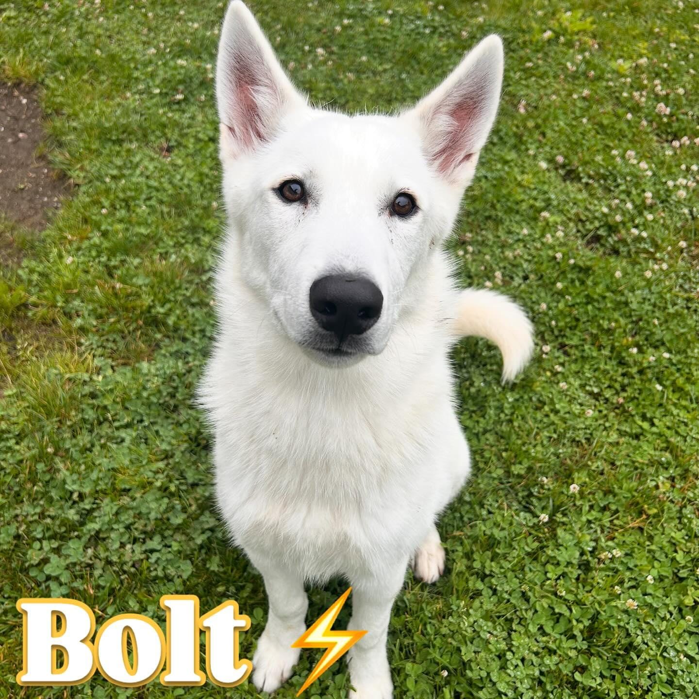 Adopt Bolt Tag #922 Today - Pets TheCountyOffice