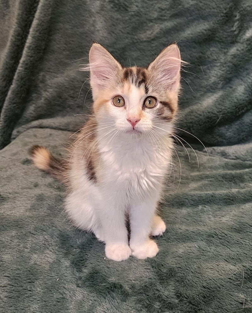 Adopt Kehinde Today - Find Paw Pal