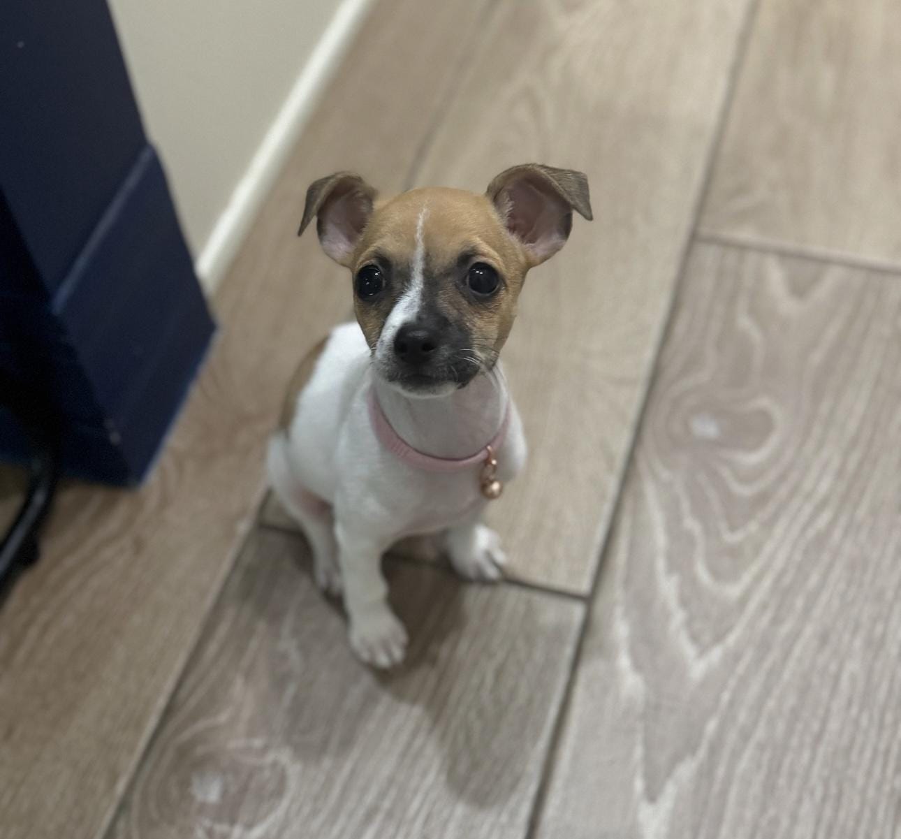 Adopt Bitty Today - Find Paw Pal