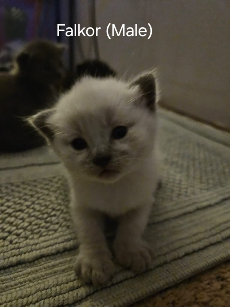 Adopt Falkor Today - Find Paw Pal